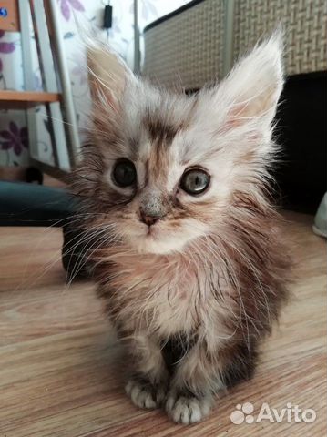 Продаём кошечку породы мейн кун