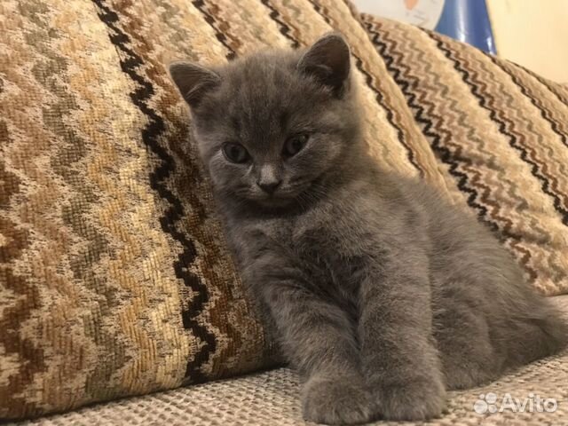Шотландский прямоухий котёнок