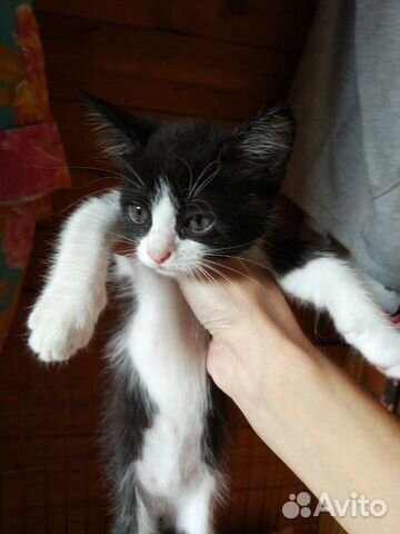 Котенок, девочка, 03.07.19
