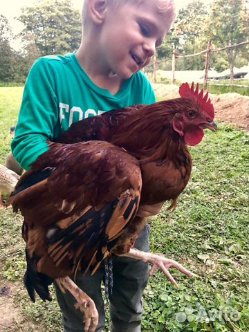 Петухи, утки «индийский бегунок»