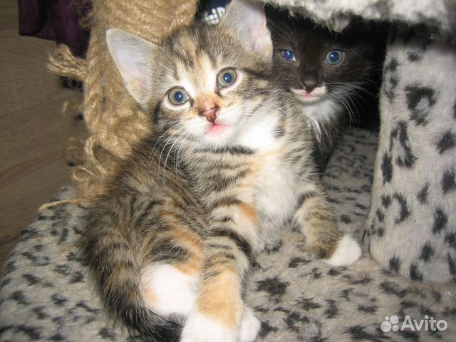 Домашние котята