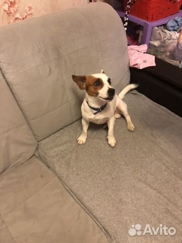 Продажа мальчика Джэк Рассела