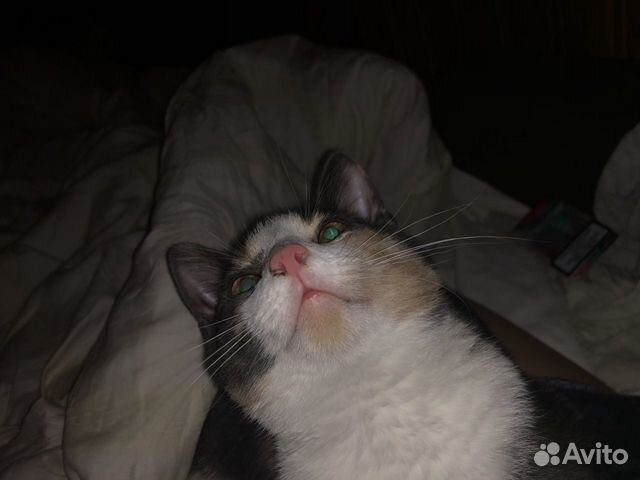 Котёнок,девочка,4 месяца
