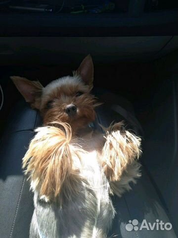 Йорк терьер мини отдам