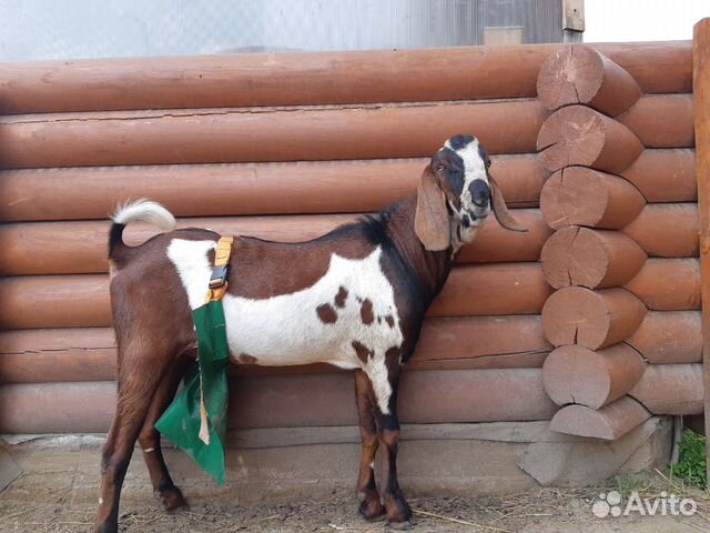 Козёл битал