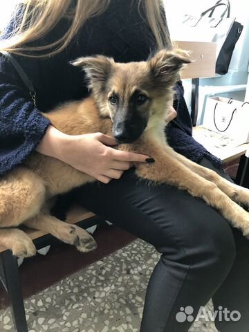Щенок метис Немецкая овчарка и лайка