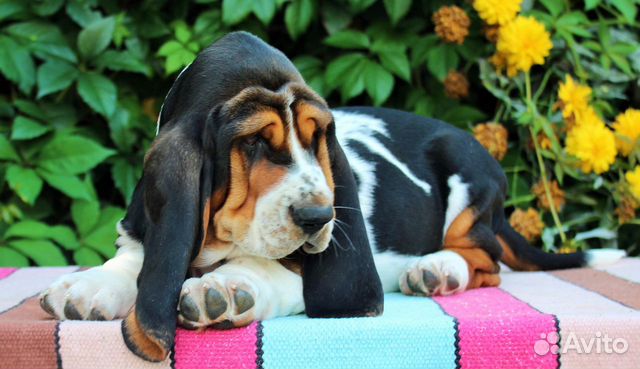 Бассет-хаунд, красивый упитанный малыш