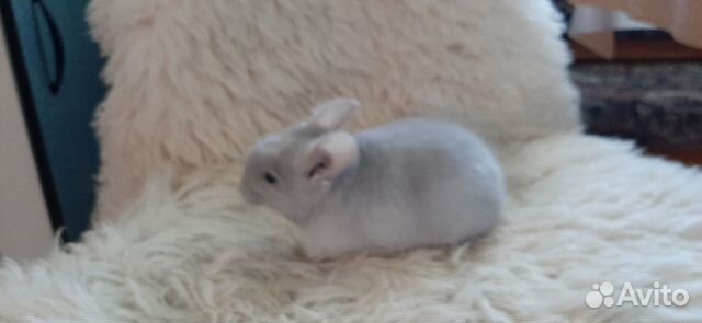 Нкпа бархат девочка