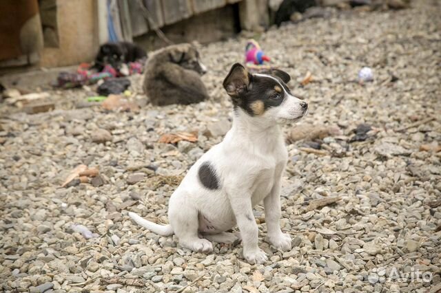 Ася щенок 2х мес. Привита. привезем лично