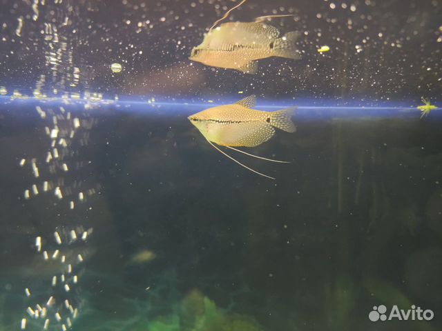 Обмен самки гурами на самца