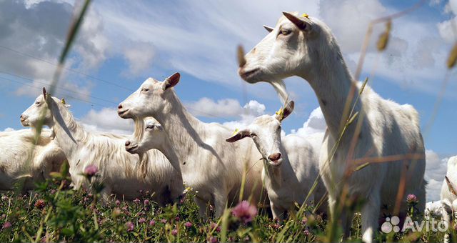 Продам коз дойных и молодняк 9 месяцев