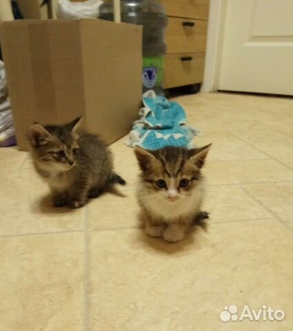 Котята ищут себе добрых хозяев
