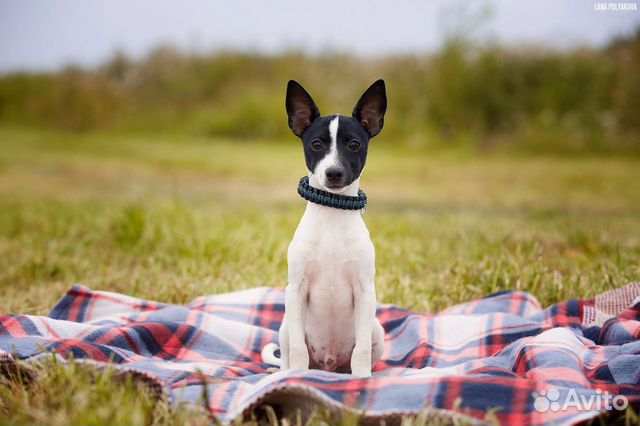 Той-фокстерьер