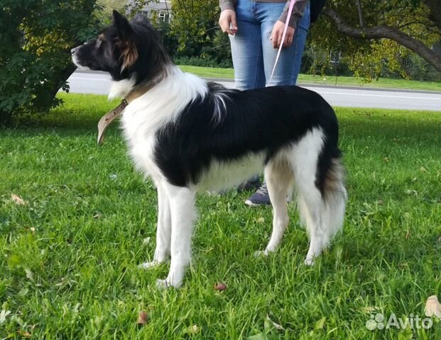 Отдам в добрые руки милую и тихую собачку