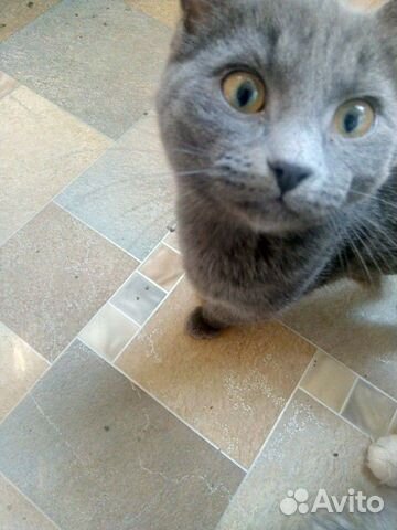 Отдам котенка