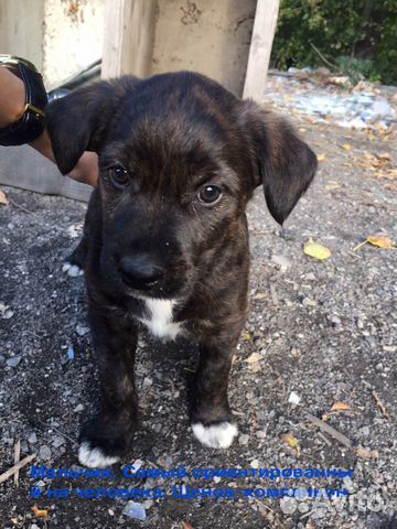 Щенки