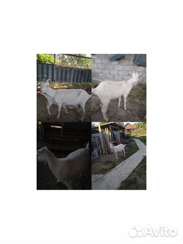 Козы зааненские, ламанчи