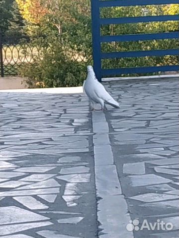 Голубь