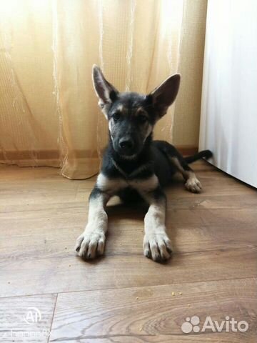 Щенки вео, Восточноевропейская Овчарка, РКФ