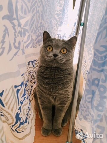 Вязка с кошкой Британка