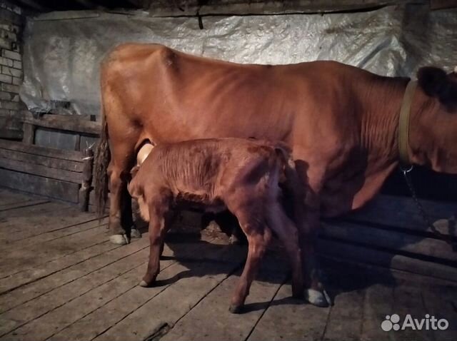 Корова и бычек