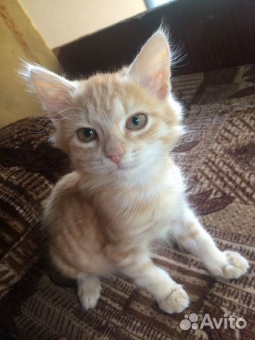 Маленький красавчик