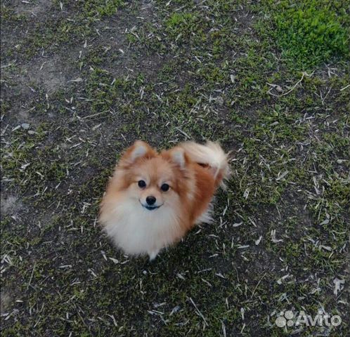 Взрослая девочка шпиц