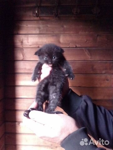 Полубританцы девочка, мальчик