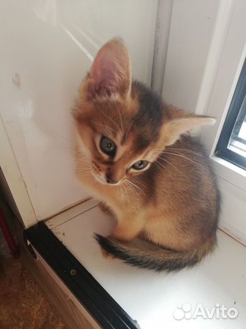 Котята абиссинцы