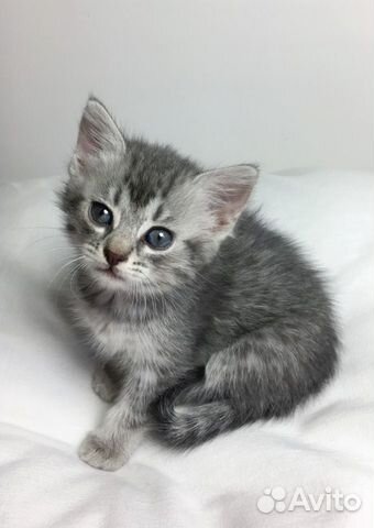 Отдам котенка Николь 1 месяц девочка