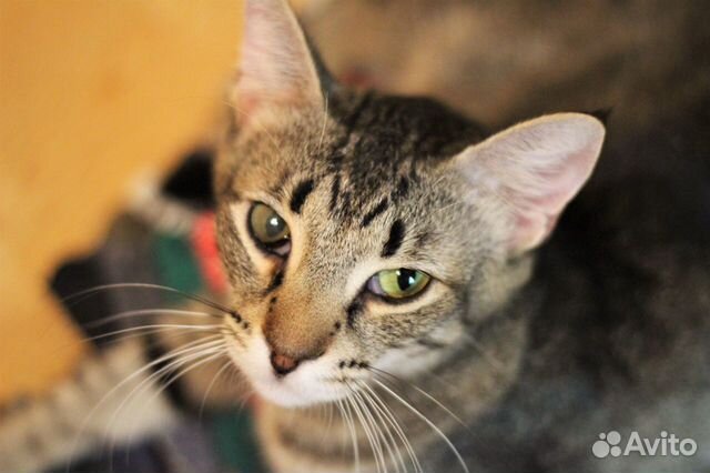 Котик Кирюша