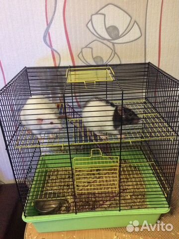 Отдам двух крыс с клеткой