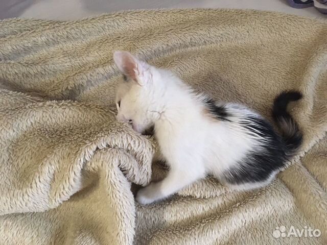 Котёнок ищет хозяев