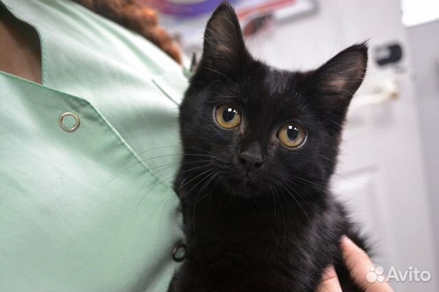 Котёнок-пантера 3 мес