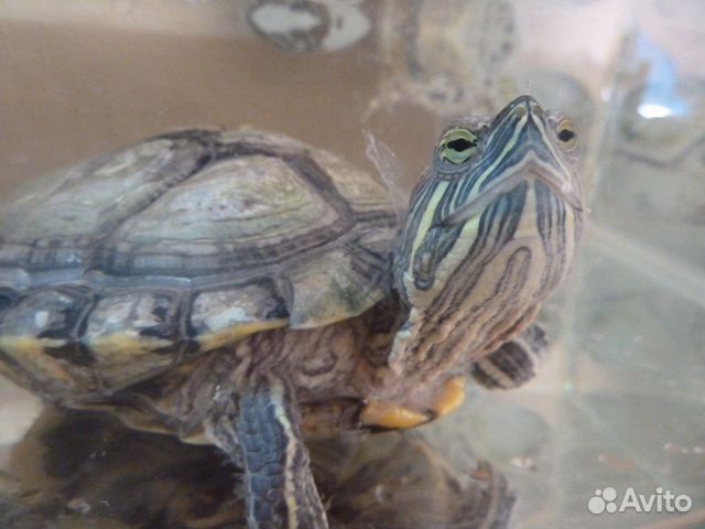 Красноухая черепаха