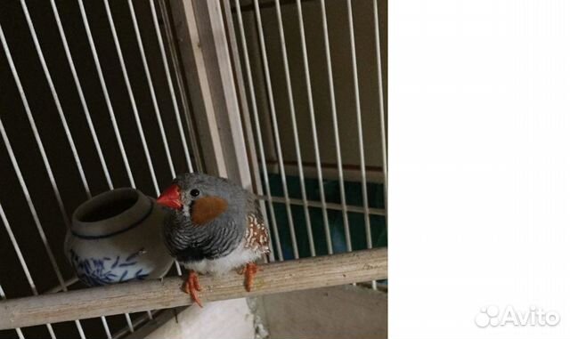 Отдам Зебрового Амадина. С клеткой и пр