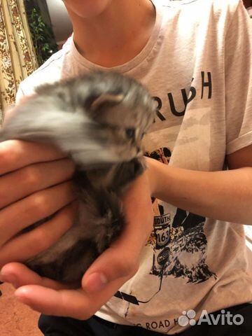 Продам котёнка шотландец