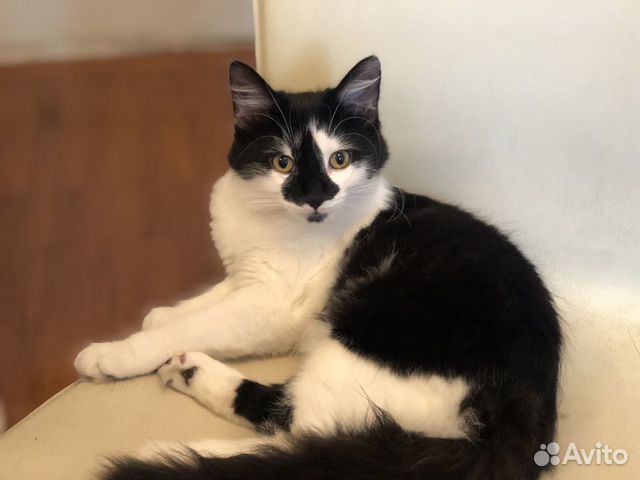 Котятки мальчик и девочка