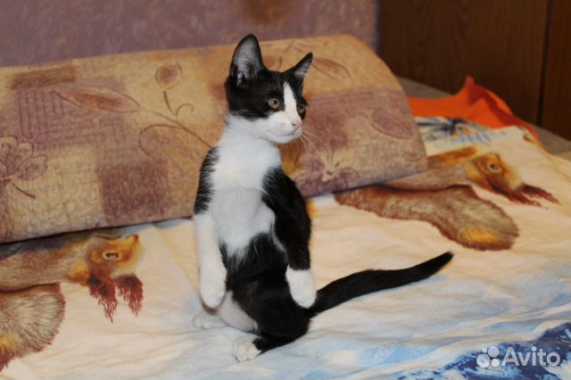 Отдам котёнка