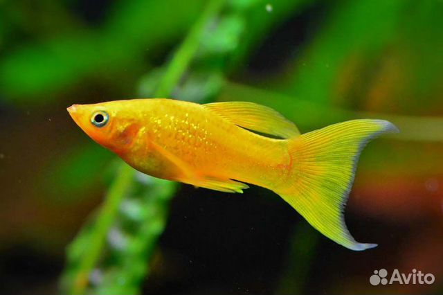 Моллинезии различных пород и окрасов