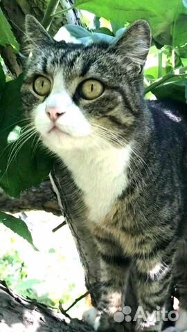 Кошка Соня ищет дом