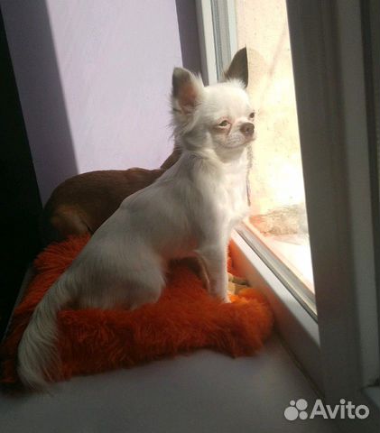 Чихуахуа вязка жених,чемпион РКФ