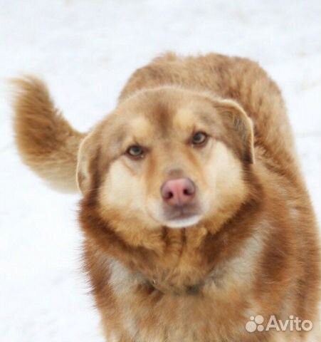 Рыжее солнышко Кася