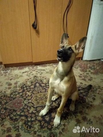 Смесь бельгийской овчарки