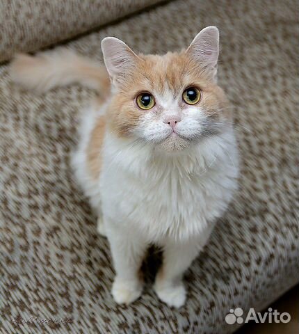 Пуфик - оригинальный кот ищет дом