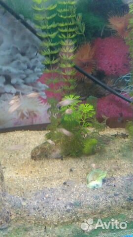Продам мальков нанакара