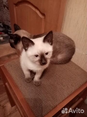 Отдам в добрые руки котёнка