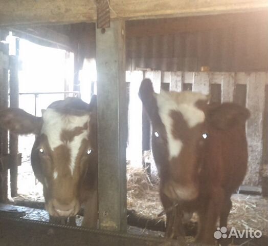 Продаются 2 телочки