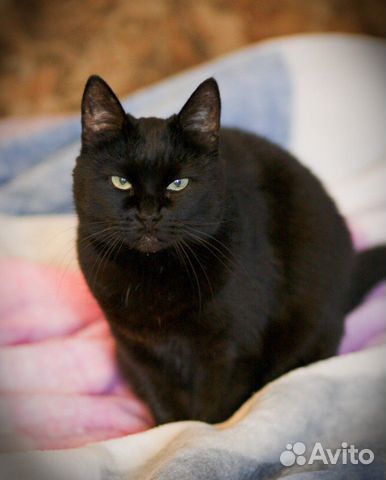 Шикарная Багира в поисках дома