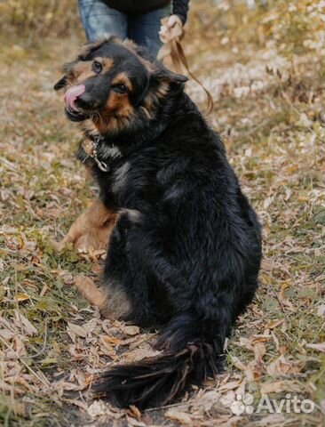 Метис овчарки в добрые руки